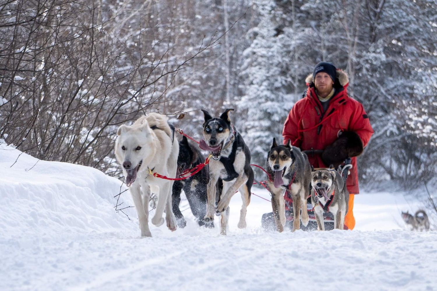 Half Day Dog Sled Adventure Tour - Abitibi Sleddogs
